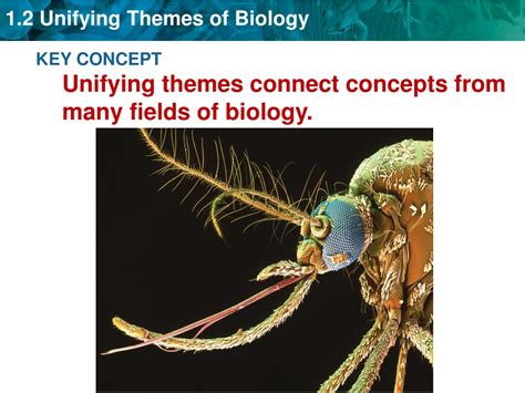 Ppt Key Concept Unifying Themes Connect Concepts From Many Fields Of