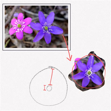 How To Draw A Flower A Step By Step Tutorial Artlex