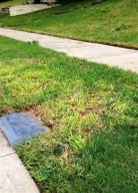 Problem Lawn Yellowing Grass Growers Outlet Willis Texas
