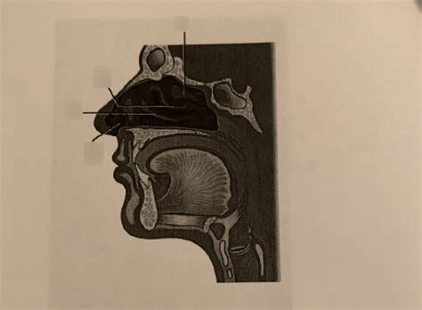 Anatomy Diagram Chapter 4 Diagram Quizlet