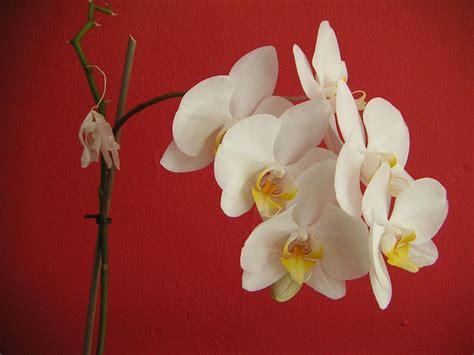 Поради експертів — коли потрібно обрізати орхідею після того як вона відцвіла