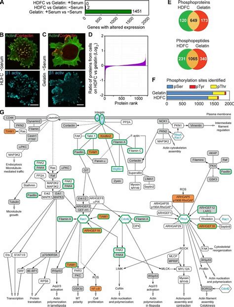 Phosphoproteomics analysis of cells invading HDFC matrix reveals ...