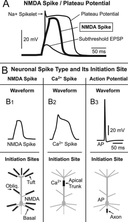 An Accelerated Analog Neuromorphic Hardware System Emulating Nmda And Calcium Based Non Linear