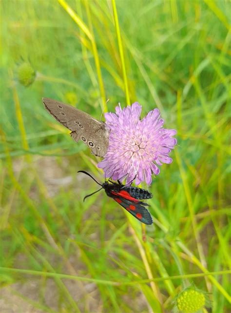 Identify Please🦋 R Whatsthisbug