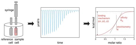 Itc Isothermal Titration Calorimetry Services 2bind