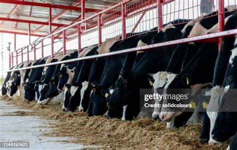 Hay Trough Photos And Premium High Res Pictures Getty Images