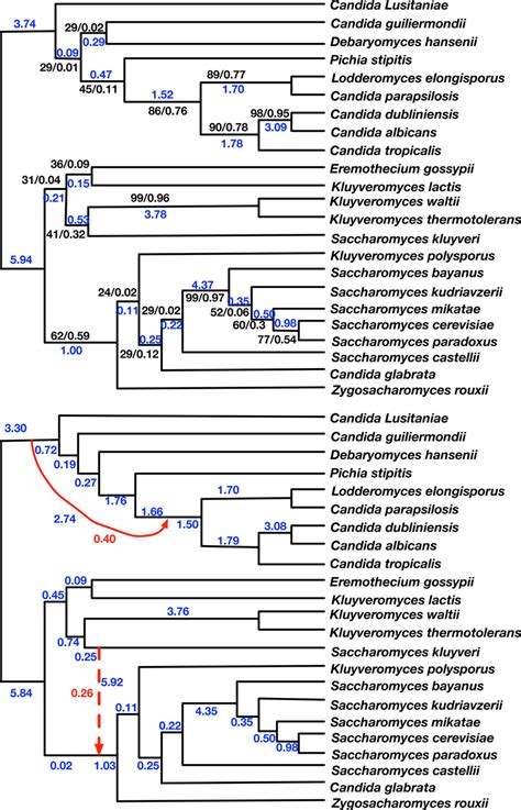 reanalysis of the 1070 gene yeast data set of 35 top the species tree