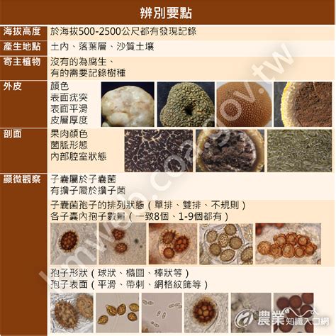 松露辨別 松露主題館 農業知識入口網