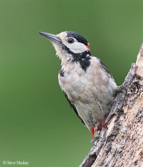 Great Spotted Woodpecker Wildlife Photography
