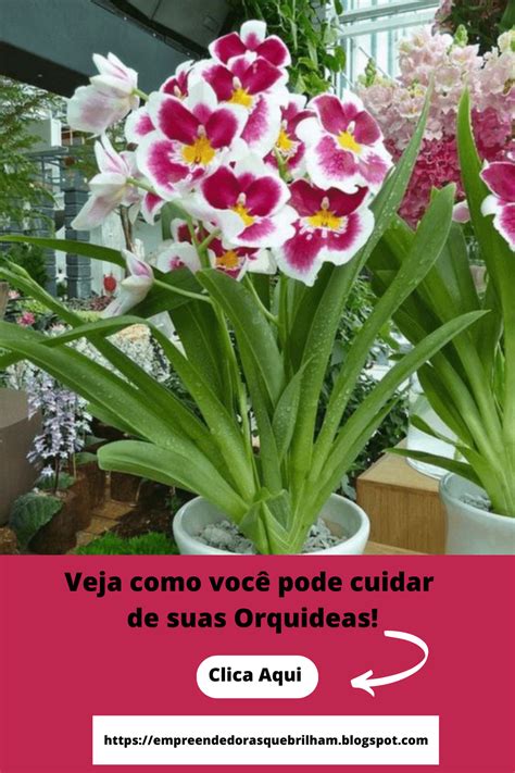 Orquídeas Veja Como Você Pode Cuidar De Suas Orquídeas E Deixa Las Sempre Lindas Orquídeas
