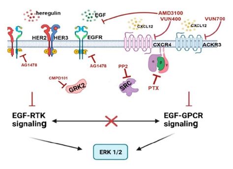 Schematic Representation Of The Crosstalk Mechanisms Involved See