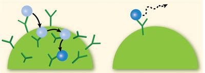 Schematic Of A Single Molecule Captured By A Single Molecule Download Scientific Diagram