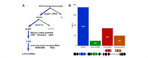Identification And Classification Of Lnc Rnas In Ssb A Brief