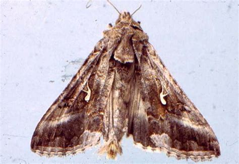 Tu04 Silver Y Moth Pgro