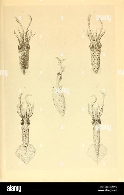 An Illustration Of Cephalopod Species Providing A Visual Guide To