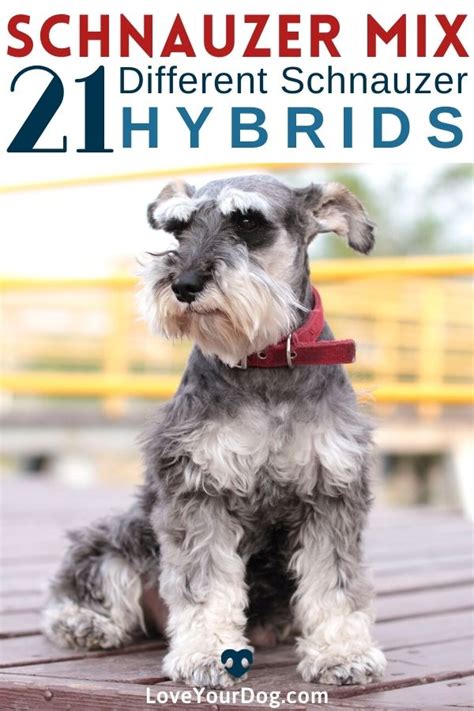 Schnauzer Mixes 21 Adorable Schnauzer Mixes Artofit