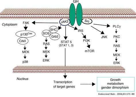 Sex Steroids And Growth Hormone Interactions Endocrinología Y