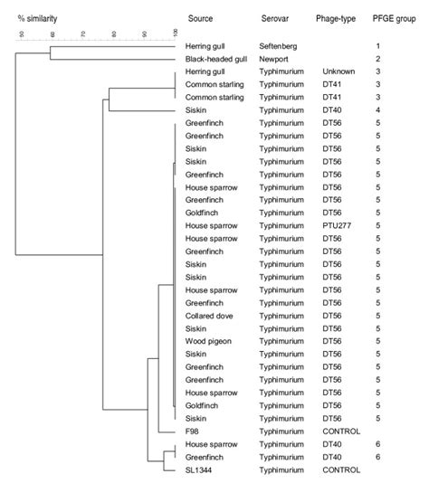 Dendrogram Showing The Genetic Similarity Between Salmonella