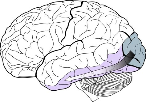 93 Neural Structures Involved In Memory And Learning Brain And Behavior