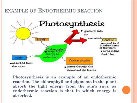 Is Photosynthesis An Example Of An Endothermic Or Exothermic Reaction