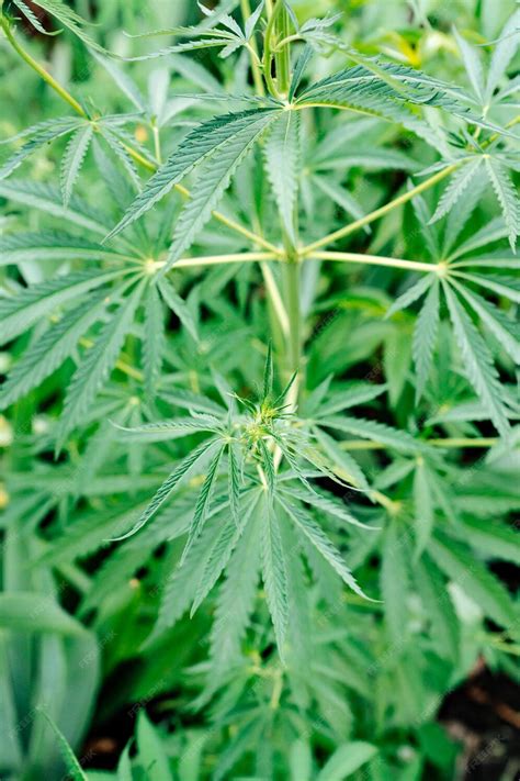 Premium Photo Adult Hemp Plant Illegal Cultivation Of Cannabis Crime