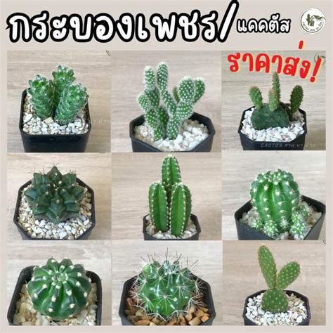กระบองเพชร ราคาส่ง🌵 แคคตัส จัดส่งทั้งกระถาง กระถางขนาด 2 นิ้ว Lazada