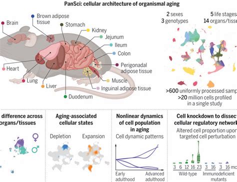 A Panoramic View Of Cell Population Dynamics In Mammalian Aging Alina Simerzin