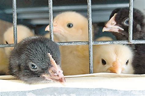 Промените на времето провокират диария при птиците Български Фермер