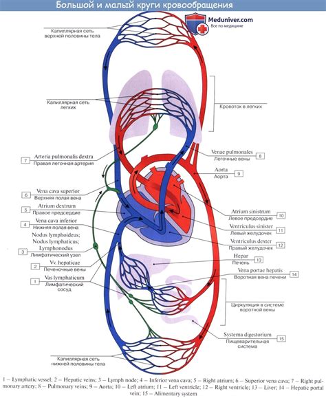 Анатомия: Малый круг кровообращения