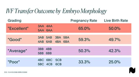 Guide To Ivf Embryo Grading Natalist