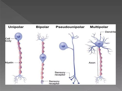 Trigeminal Nerve Ppt Pptx