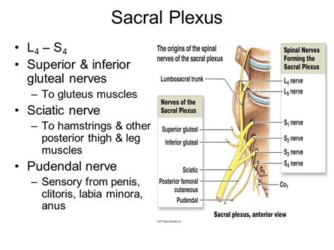 Sacral Plexus Complete Diagram Quizlet Sacral Plexus Complete Diagram Quizlet
