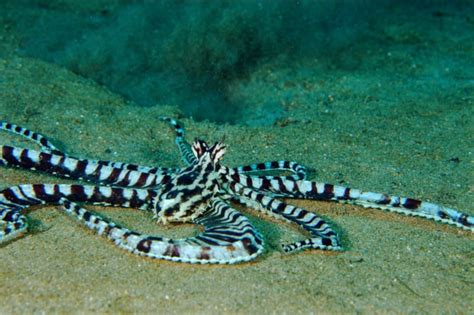 Mimic Octopus Brilliant Behavior Our Breathing Planet