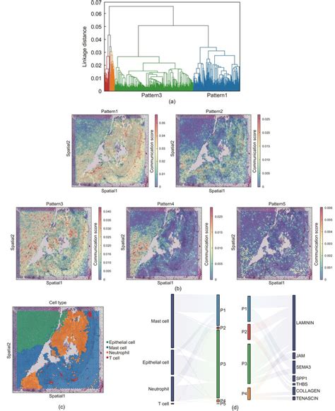Identifying Communication Patterns And Signaling Pathways In Different
