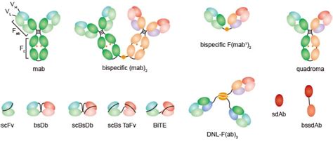 bispecific antibody