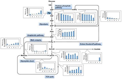 Effect Of Perturbedpgigene Expression On Metabolic Flux Ine Coli All Download Scientific