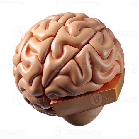 Serene Modern Brain Model Angled View Cutout Element High Quality