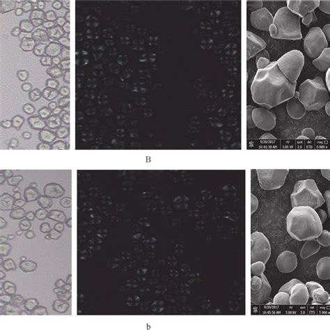 Morphological Photographs Of Isolated Starches A Light Microscopy Of