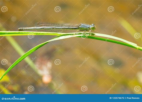 Eastern Forktail Damselfly Ischnura Verticalis Stock Image Image Of Odonata Wild 123574675
