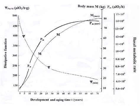 Pattern Of Dissipative Function Basal Metabolic Rate And Body Mass Download Scientific Diagram