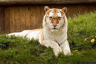 Golden Tiger Wikiwand