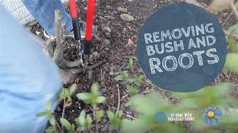 Removing A Bush And Roots Bush Roots Big Bush