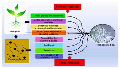 [part 2] Multi Role Microbes In Agriculture Trichoderma Spp Customagintel