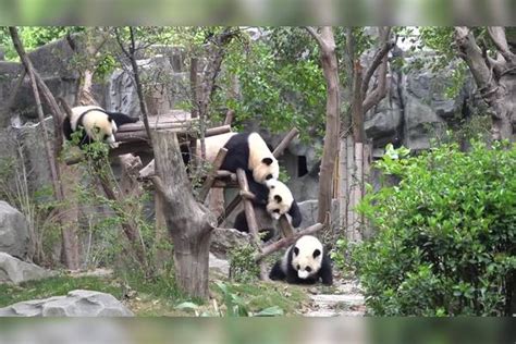 近距离接触大熊猫宝宝，见到小宝宝的那一刻太可爱了，好想抱走啊