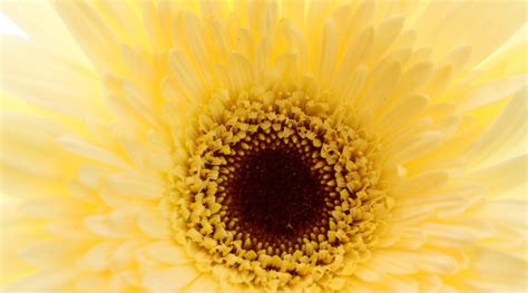 Kønsvorter Gynækolog Christine Felding