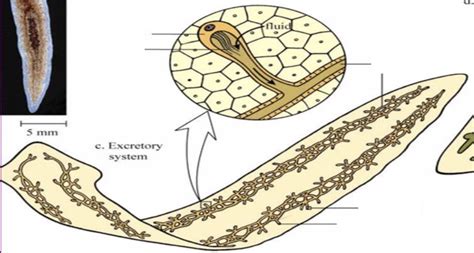 Planarian Excretory System Diagram Quizlet