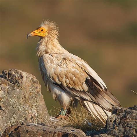 Bird Migration Atlas