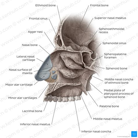 Common Nasal Meatus
