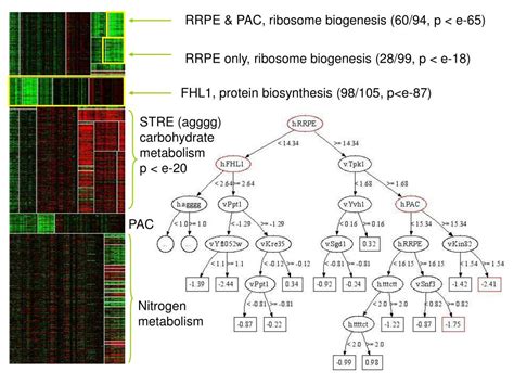 Ppt Cs 5263 Bioinformatics Powerpoint Presentation Free Download Id4573954