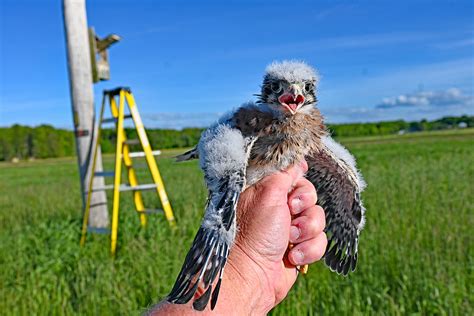 American Kestrel Nest Box Success Farm And Dairy